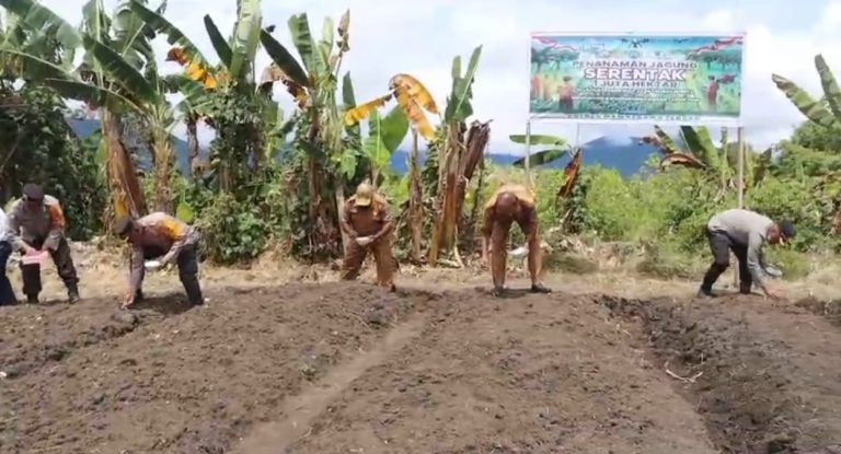Kolaborasi Lintas Sektor Dorong Ketahanan Pangan di Mamberamo Tengah ...